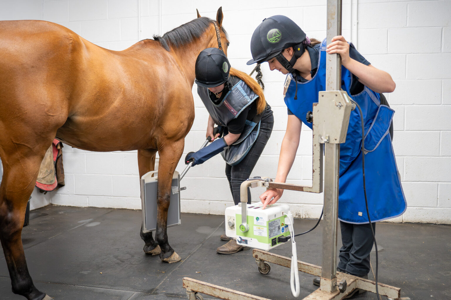 Equine Lameness Diagnosis | Clevedale Vets